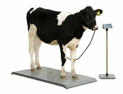 Brecknell PS2000 Livestock Scale - Buy Livestock Scale Online